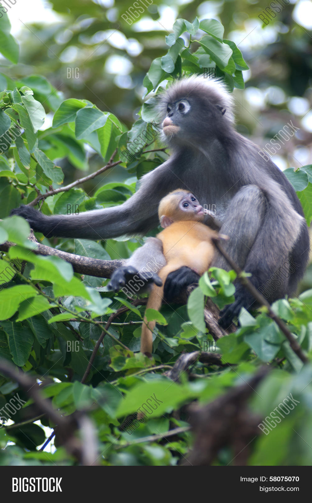 Monkey Mother Her Baby Image & Photo (Free Trial) | Bigstock