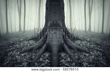 Dark Tree Roots Spooky Image & Photo (Free Trial) | Bigstock