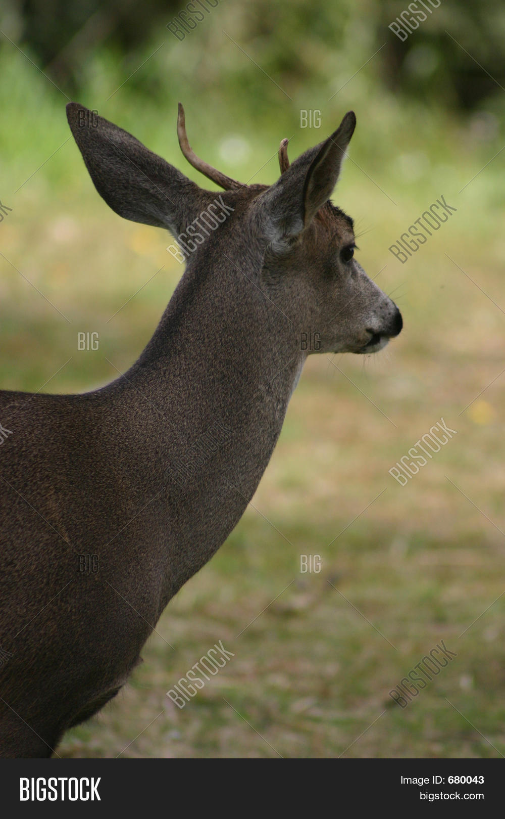 Deer Looking Away Image & Photo (Free Trial) | Bigstock
