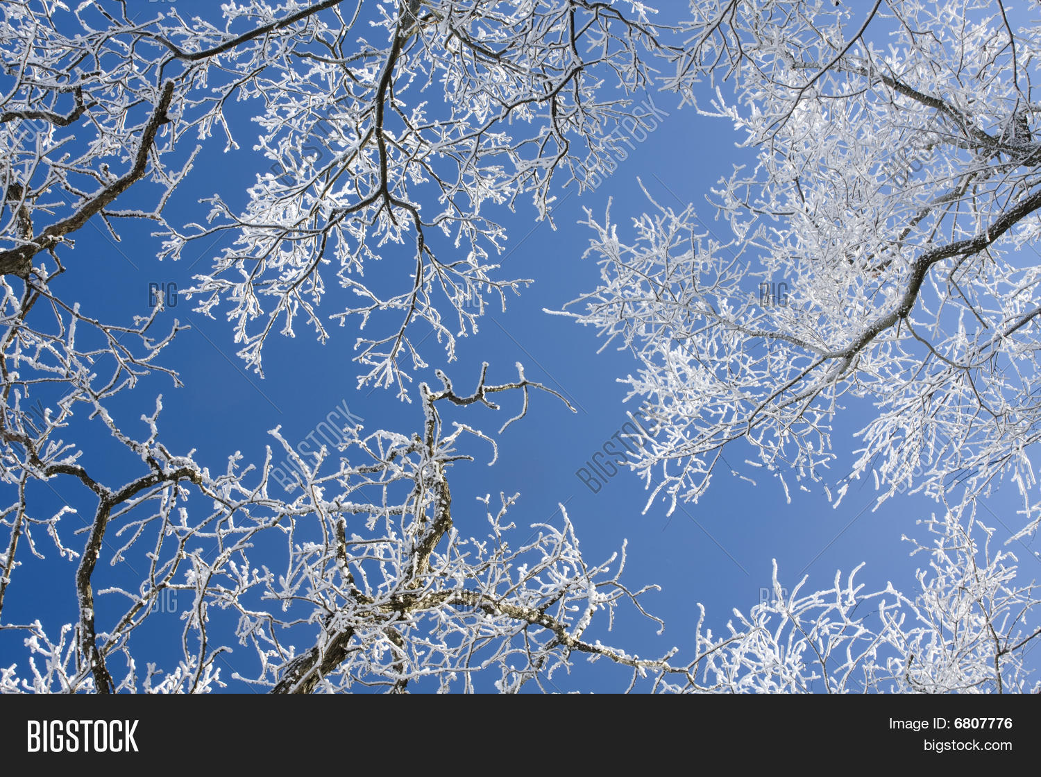 Tree Top Branches Image & Photo (Free Trial) | Bigstock