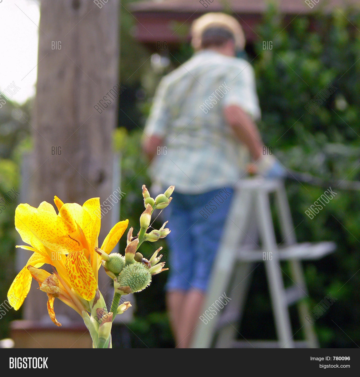 Woman Doing Yard Work Image & Photo (Free Trial) | Bigstock