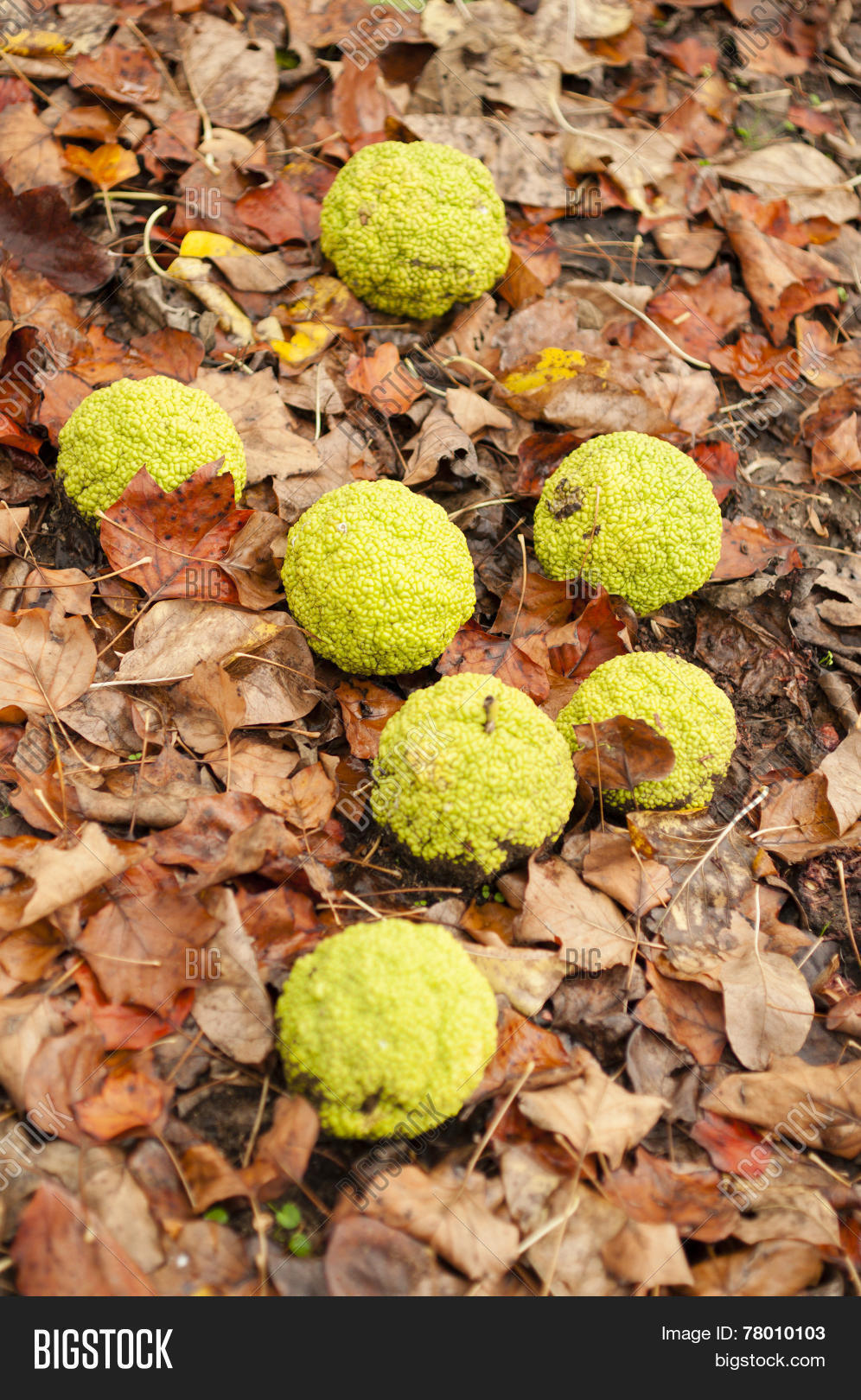 Maclura Pomifera Tree Image & Photo (Free Trial) | Bigstock