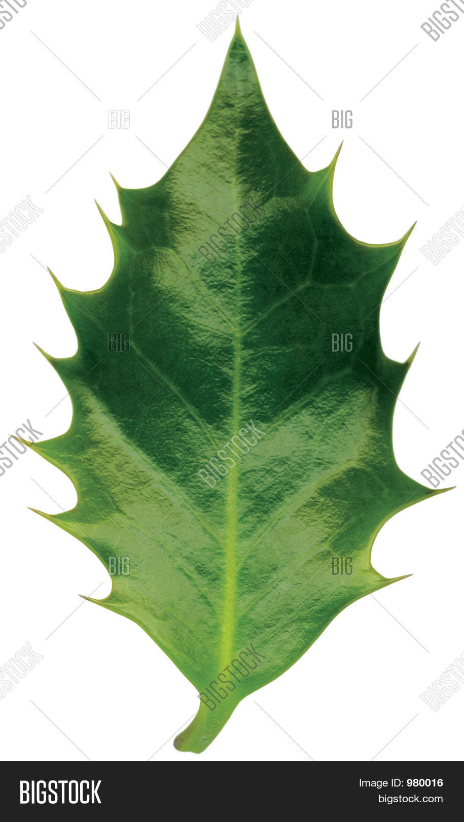 Holly Leaf Image & Photo (Free Trial) | Bigstock