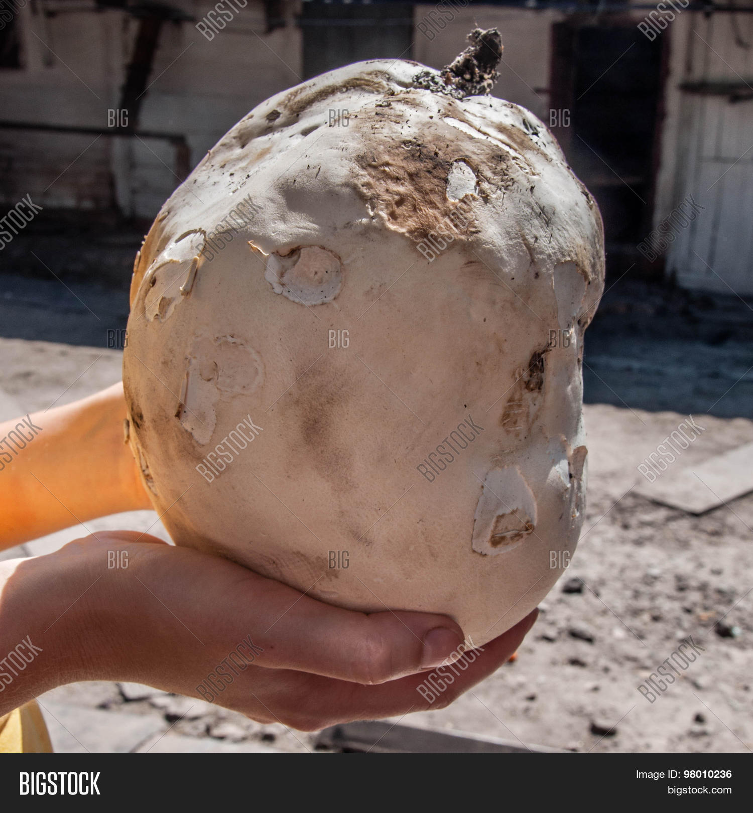 Giant Puffball Edible Image & Photo (Free Trial) | Bigstock