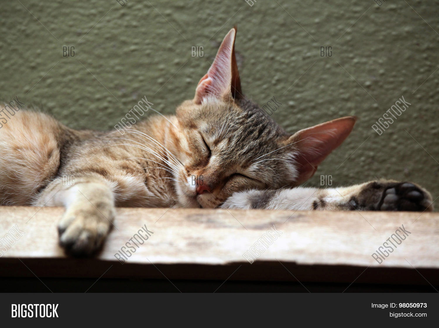 Arabian Wildcat (Felis Image & Photo (Free Trial) | Bigstock