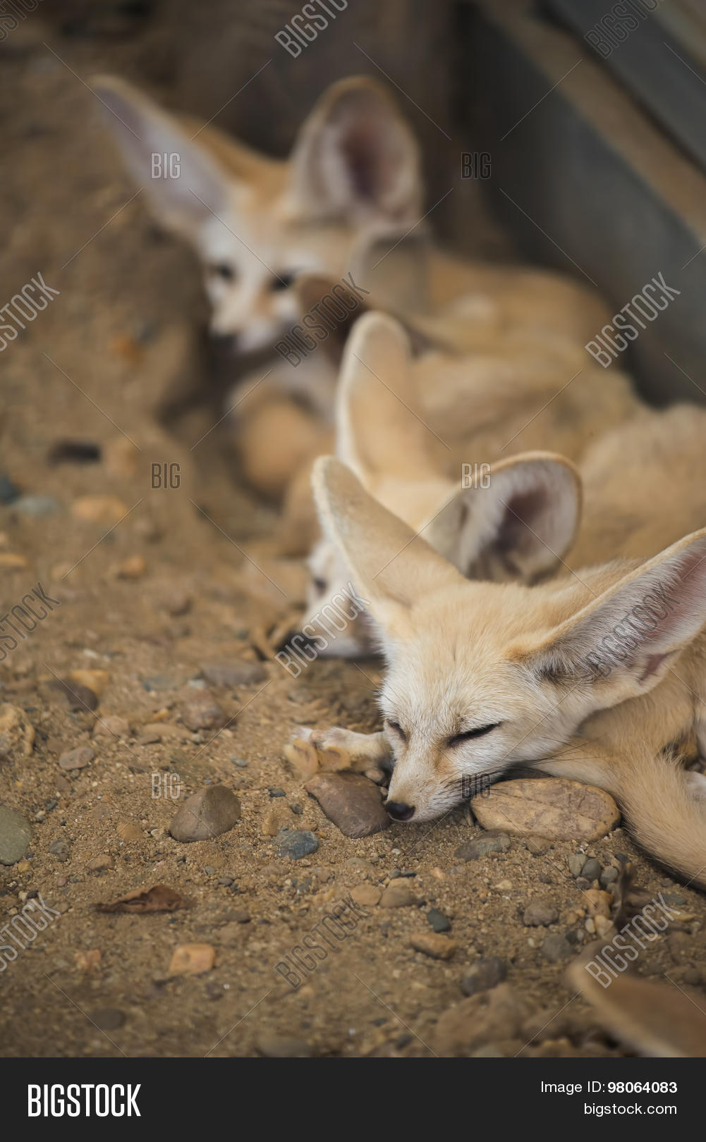 Fennec Fox Desert Fox Image & Photo (Free Trial) | Bigstock