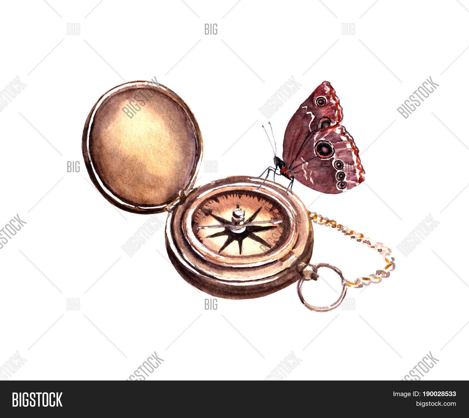 Compass Butterfly. Image & Photo (Free Trial) | Bigstock