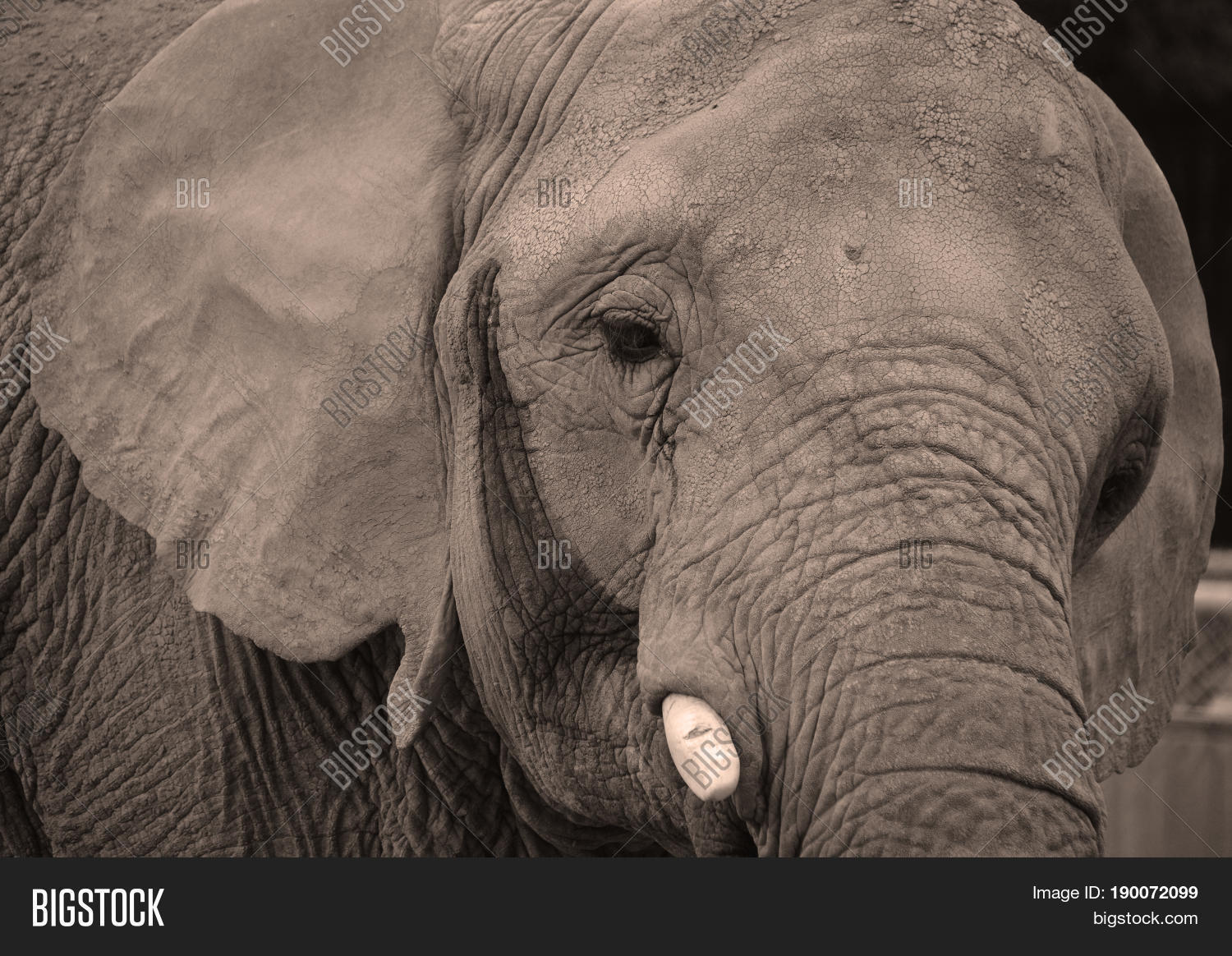 Elephants Large Image & Photo (Free Trial) | Bigstock