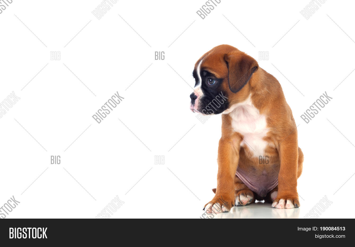 Adorable Boxer Puppy Image & Photo (Free Trial) | Bigstock