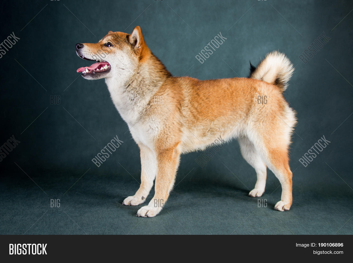 Shiba Inu On Green Image & Photo (Free Trial) | Bigstock