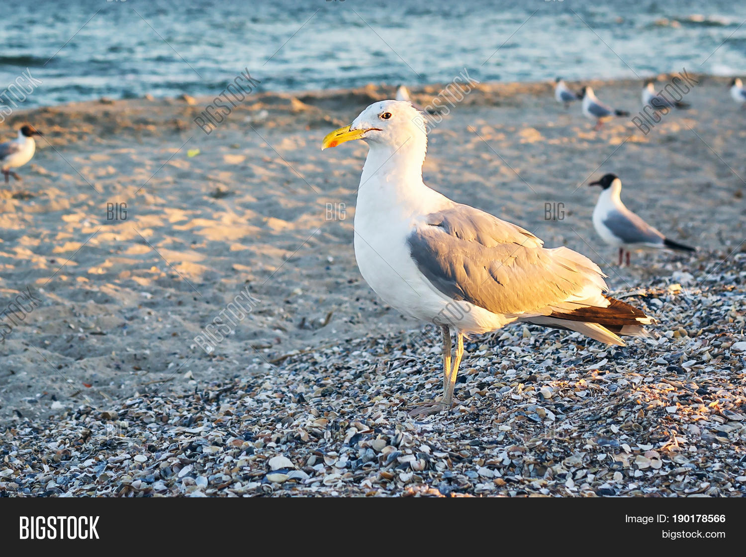 Sea Gull Standing On Image & Photo (Free Trial) | Bigstock