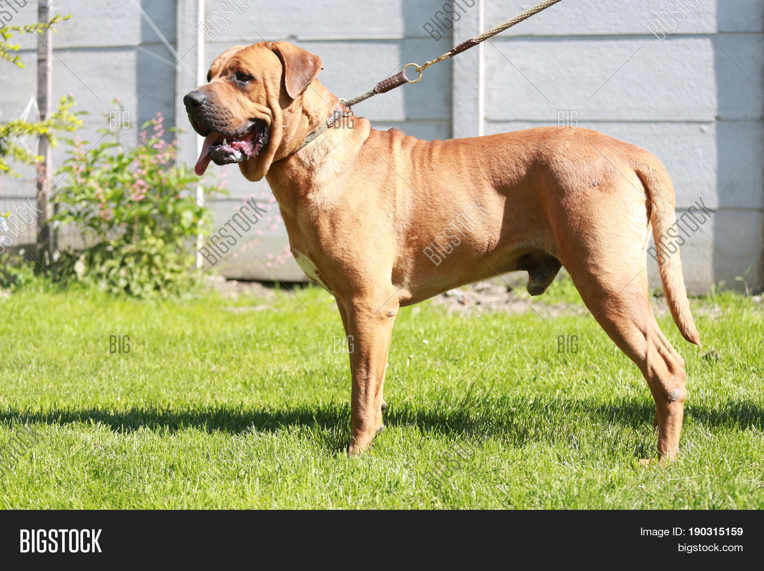 Clever Tosa Inu Breed Image & Photo (Free Trial) | Bigstock