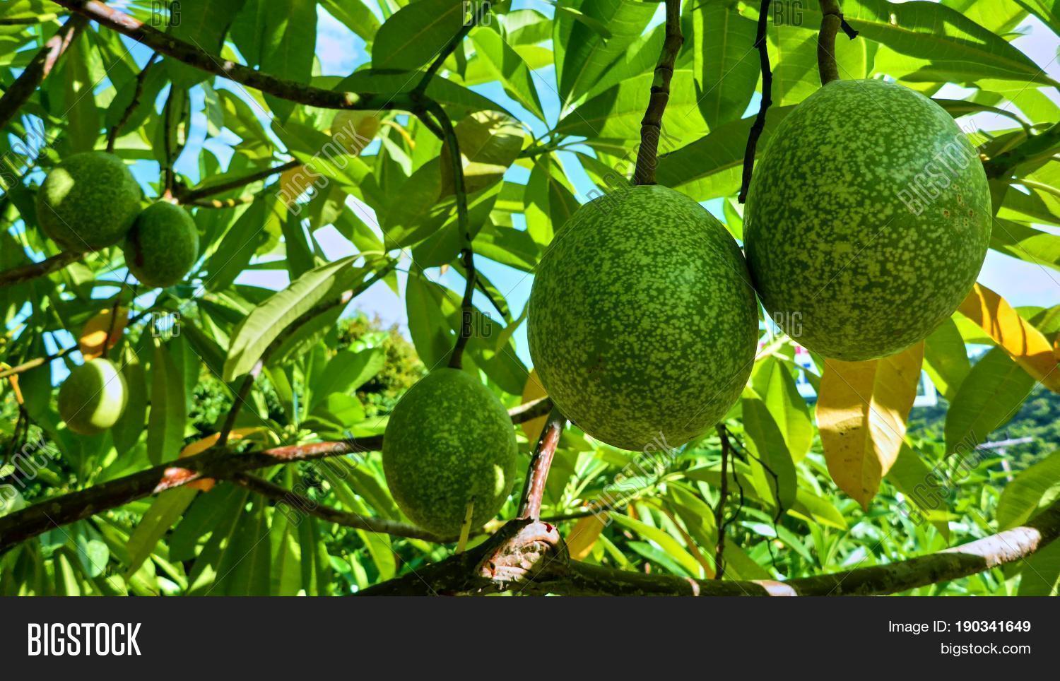 Fruits On Tree Image & Photo (Free Trial) | Bigstock
