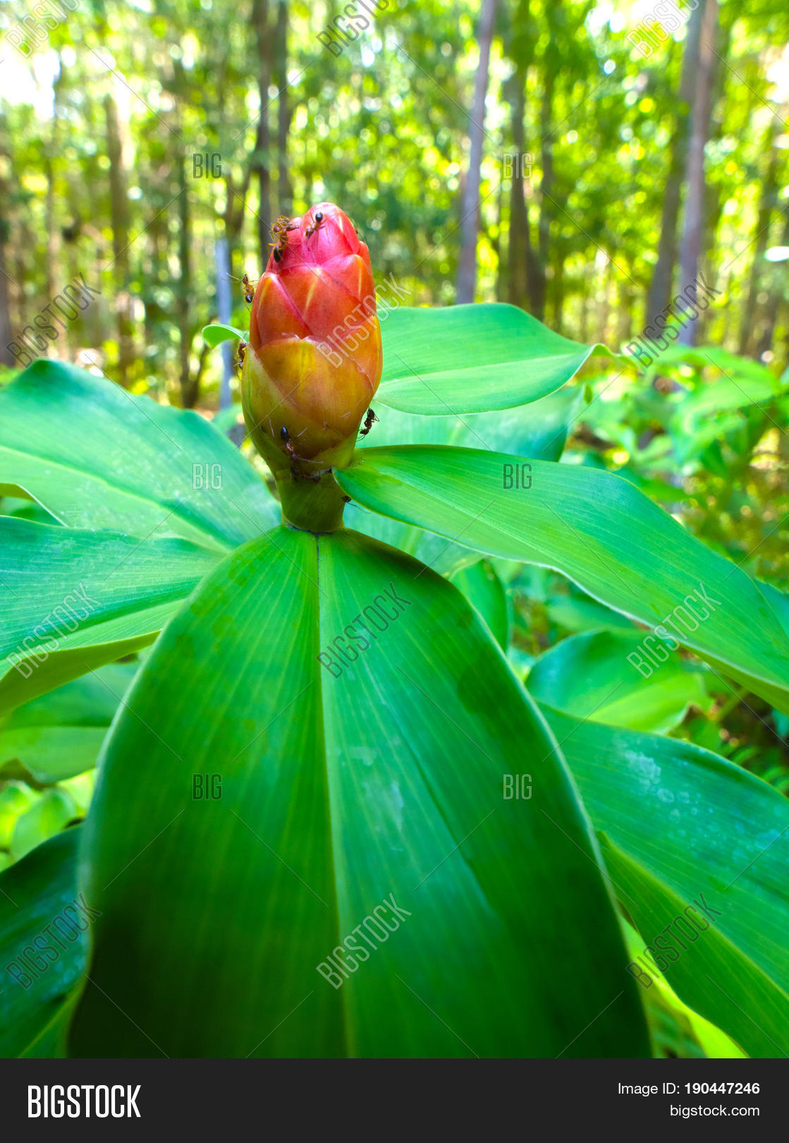 HDR Photo Image Ants Image & Photo (Free Trial) | Bigstock