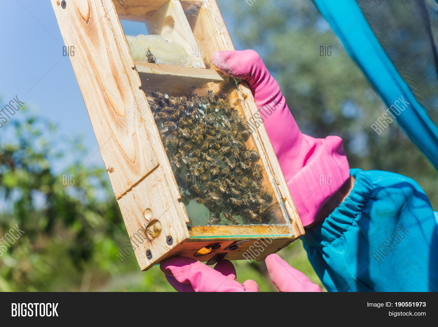 Tribal Thoroughbred Image & Photo (Free Trial) | Bigstock