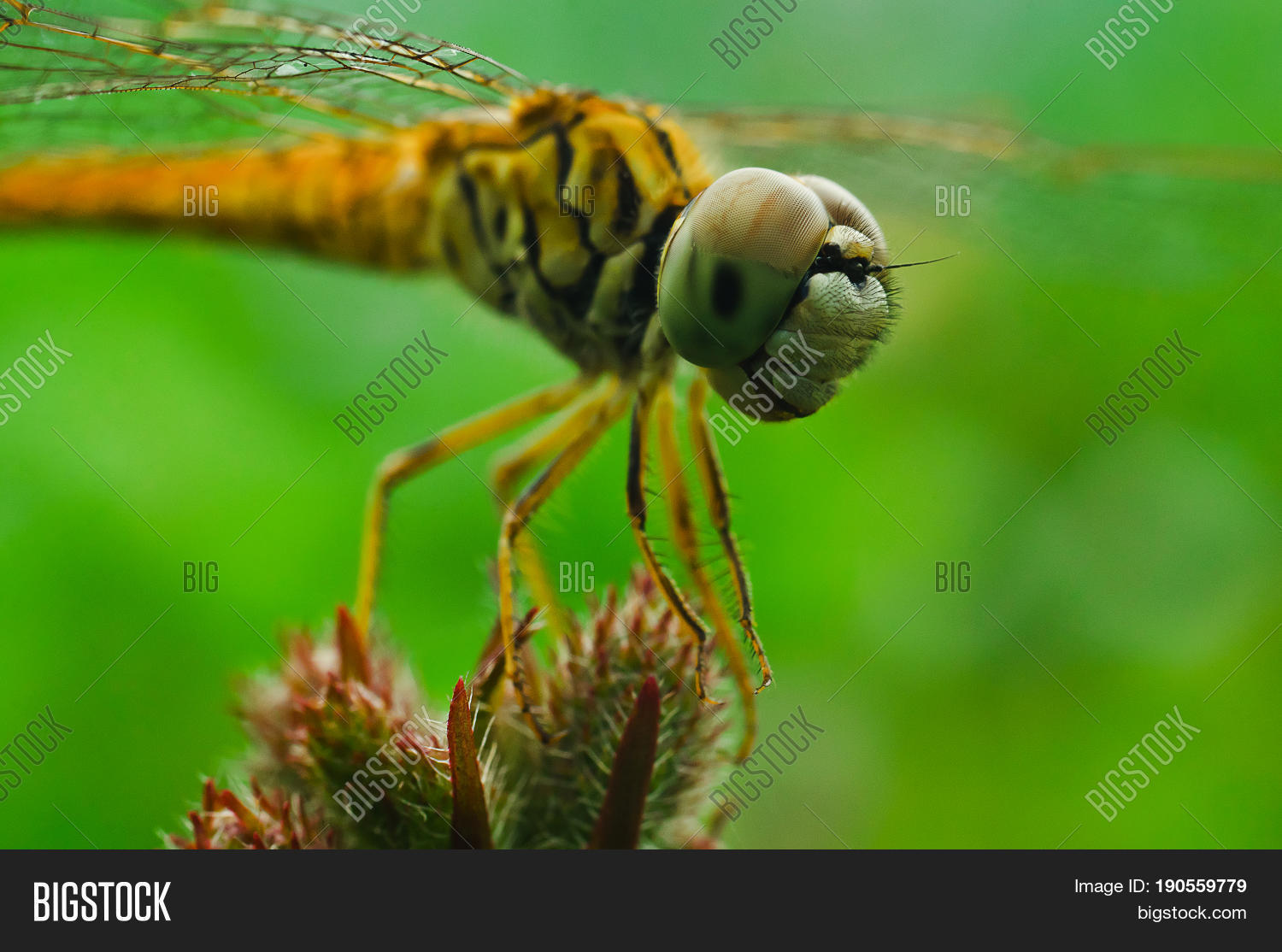 Dragonfly Close Eye. Image & Photo (Free Trial) | Bigstock