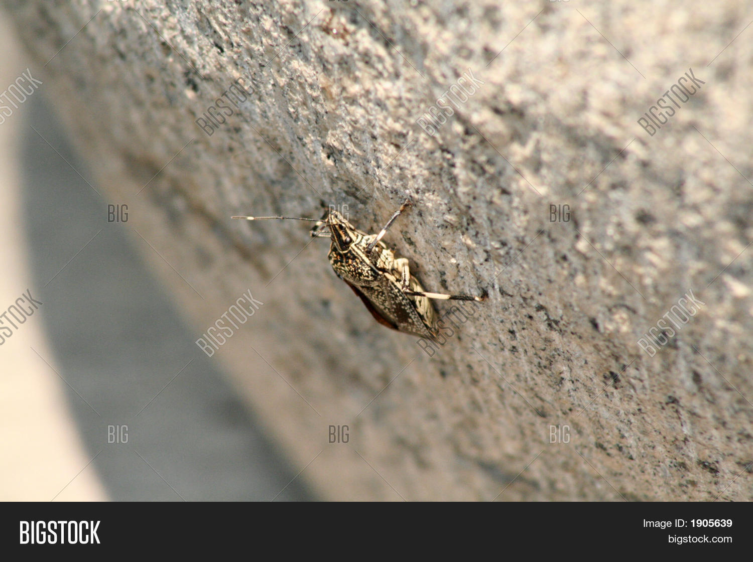 Unknown Bug Image & Photo (Free Trial) | Bigstock