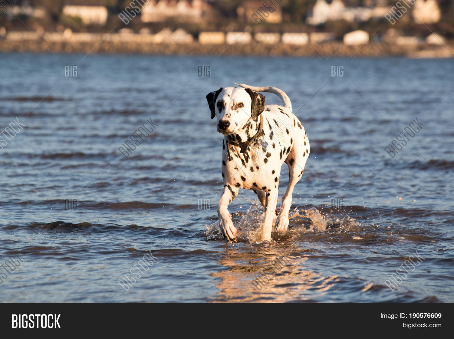 Dalmatian Dog Shallow Image & Photo (Free Trial) | Bigstock