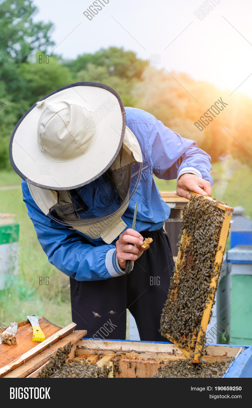 Beekeeper Working Image & Photo (Free Trial) | Bigstock