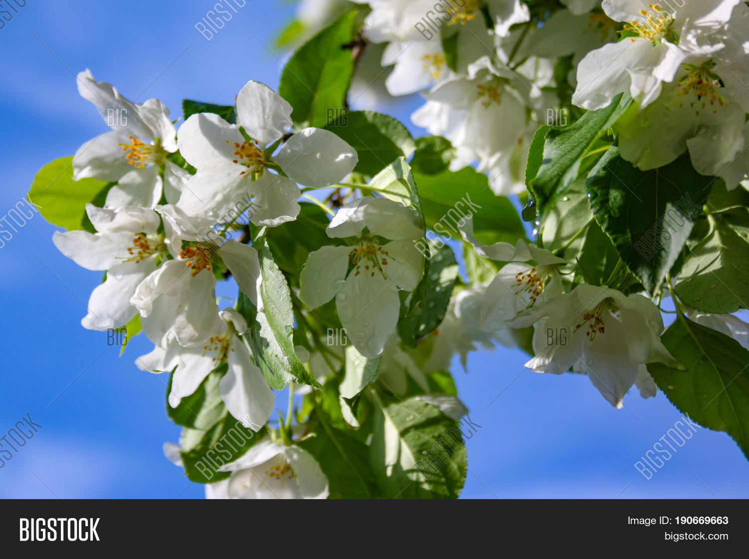 Apple Trees 图片和照片（免费试用） | Bigstock