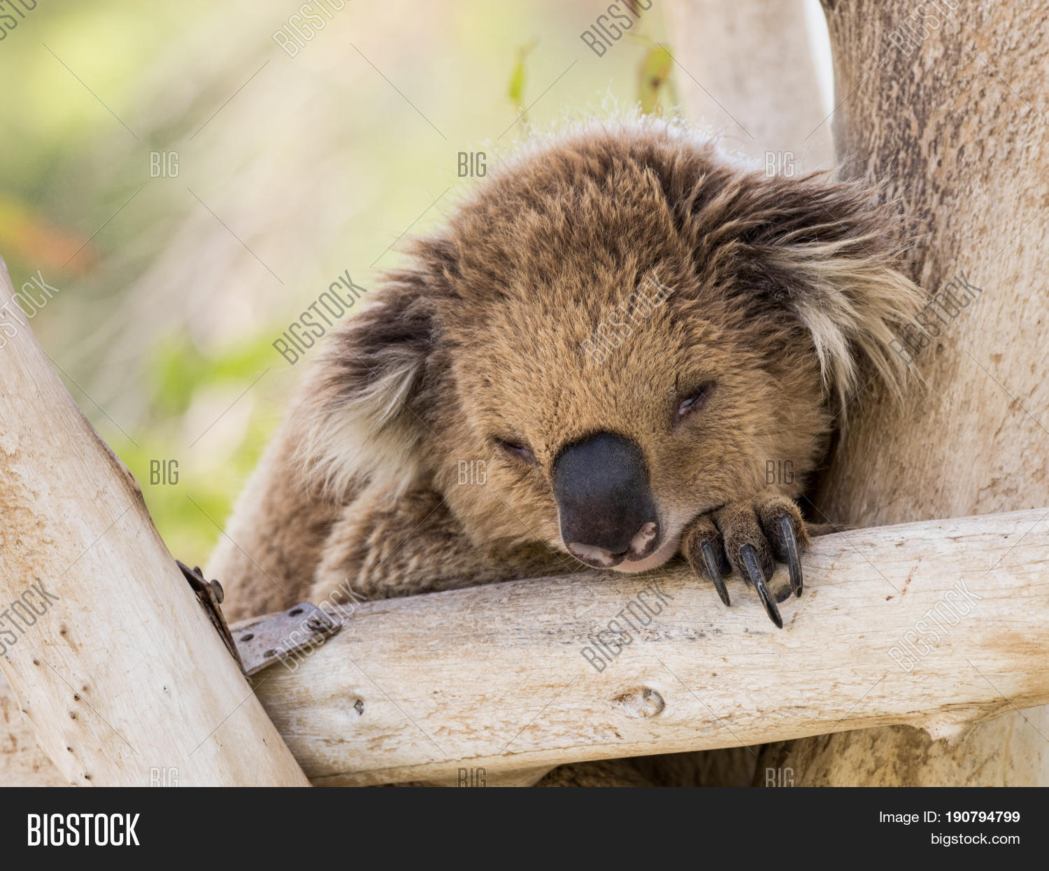 Koala Sleeps On Felled Image & Photo (Free Trial) | Bigstock