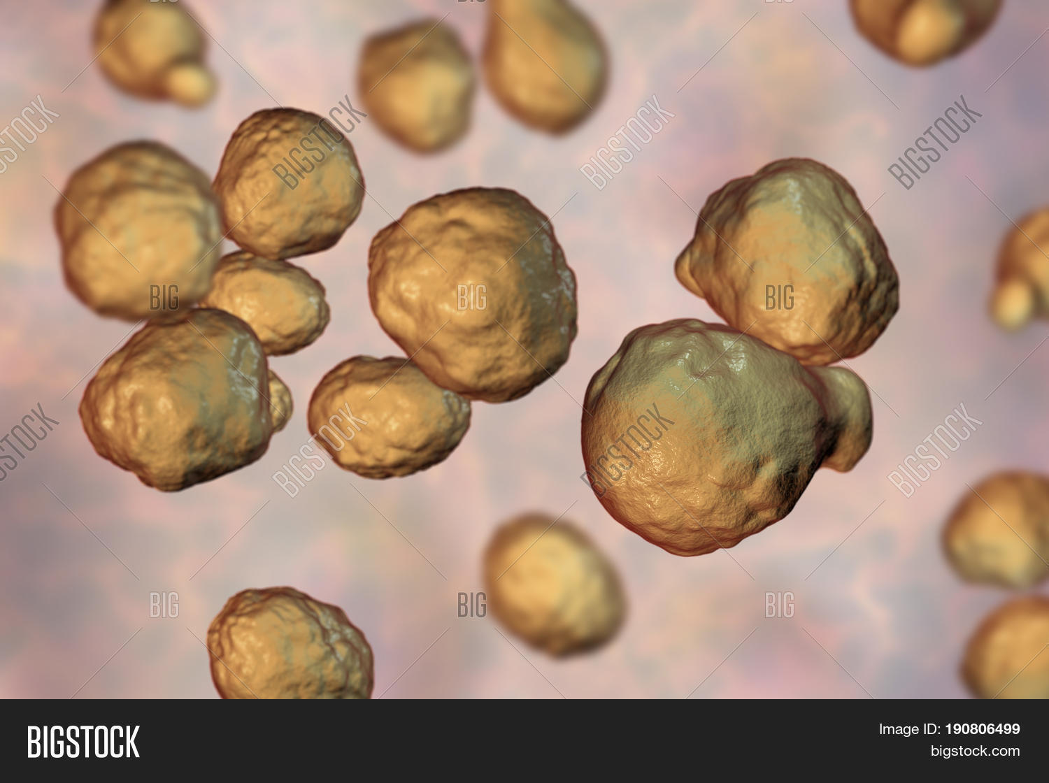 Pathogenic Yeast Image & Photo (Free Trial) | Bigstock