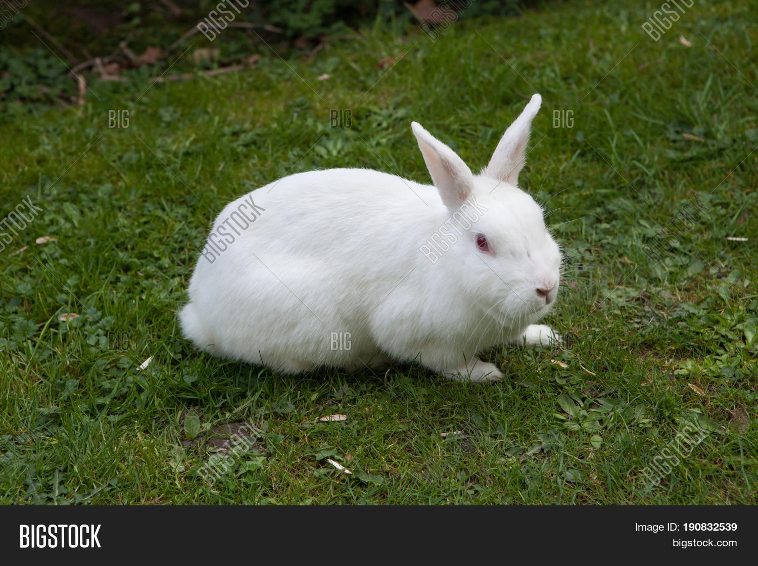 White Rabbit. Albino Image & Photo (Free Trial) | Bigstock