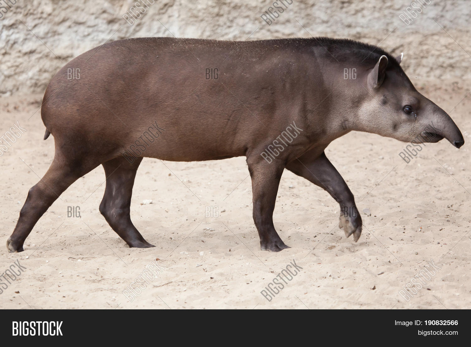 South American Tapir ( Image & Photo (Free Trial) | Bigstock
