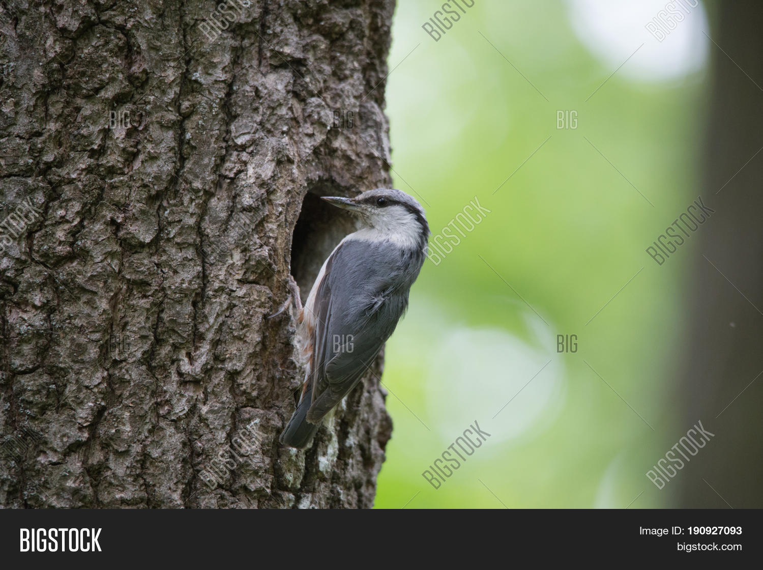 Bird Nuthatch Moves Image & Photo (Free Trial) | Bigstock