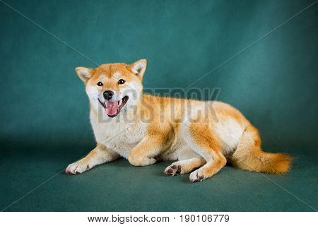 Shiba Inu On Green Image & Photo (Free Trial) | Bigstock