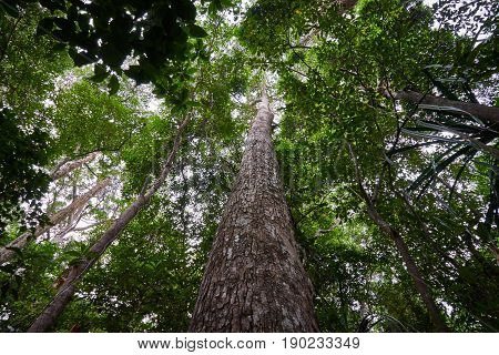 Tall Tree Rainforest Image & Photo (Free Trial) | Bigstock