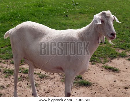 Goat Image & Photo (Free Trial) | Bigstock