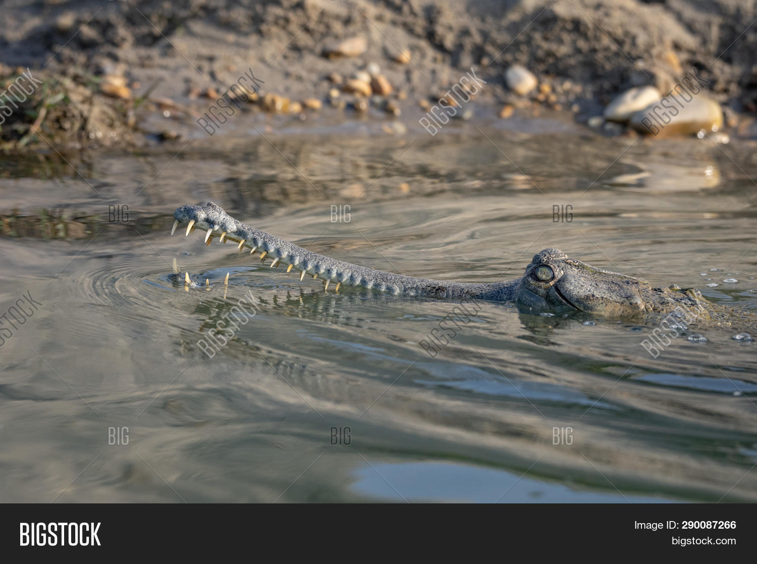 Gharial Gavialis Image & Photo (Free Trial) | Bigstock