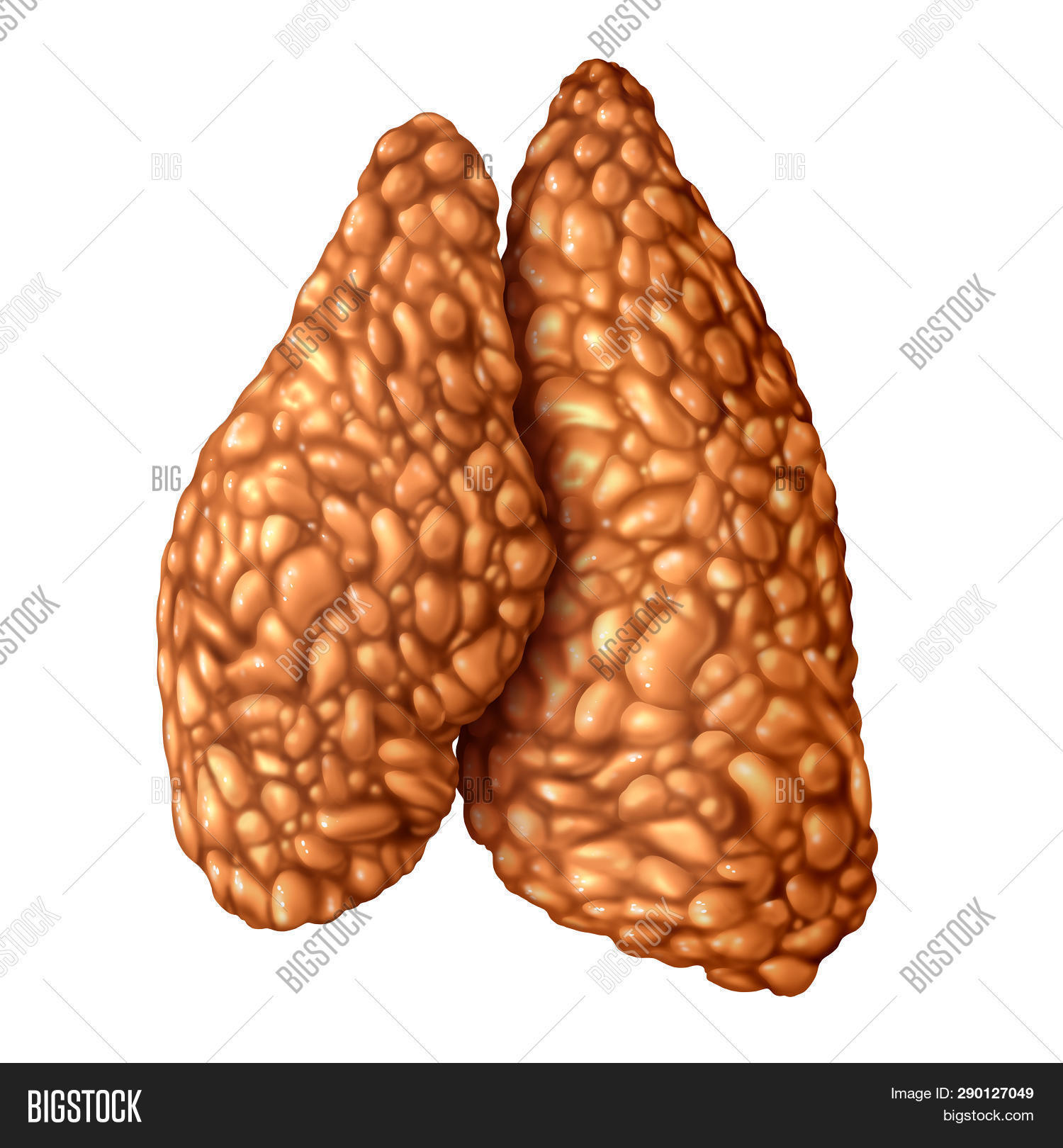 Thymus Gland Anatomy Image & Photo (Free Trial) | Bigstock