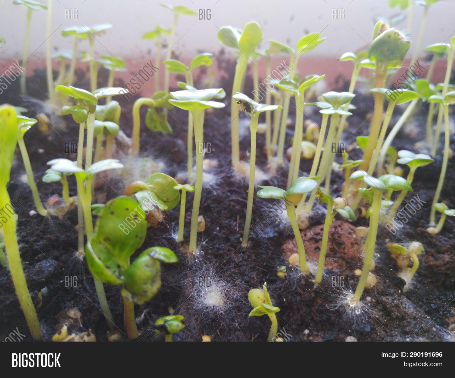 Germinated Micro Green Image & Photo (Free Trial) | Bigstock