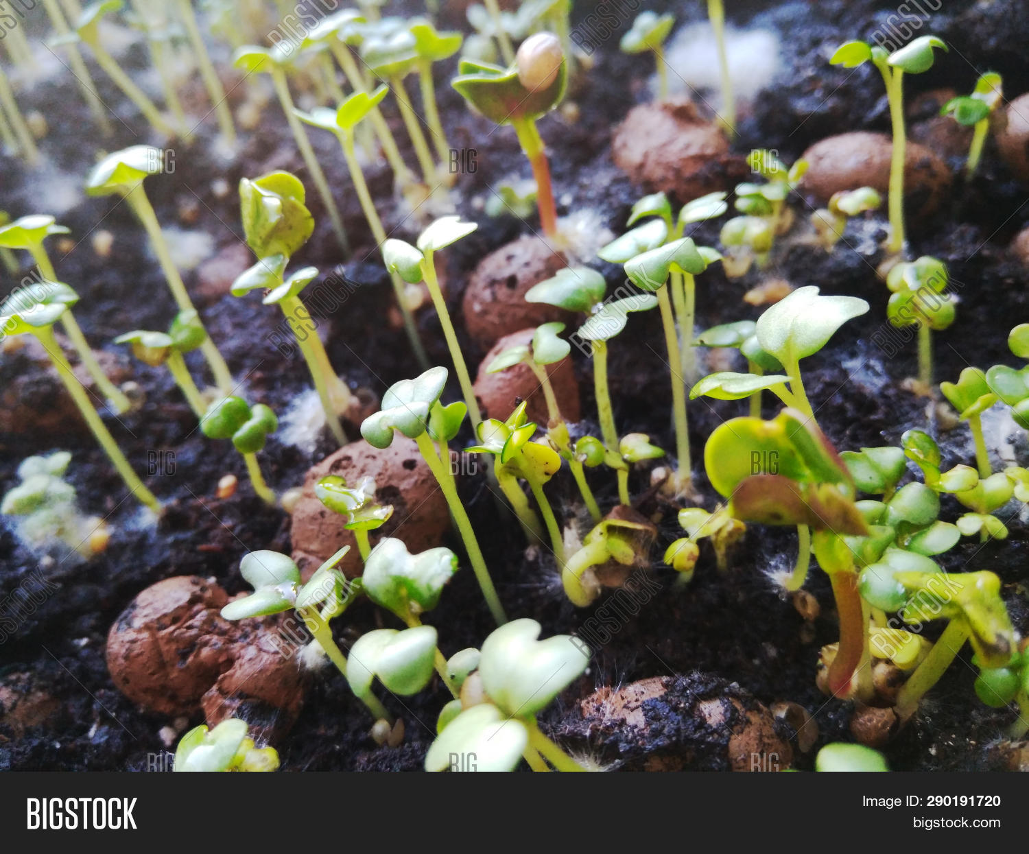 Germinated Micro Green Image & Photo (Free Trial) | Bigstock