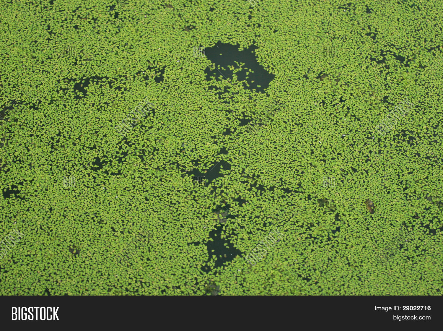 Wetland Texture
