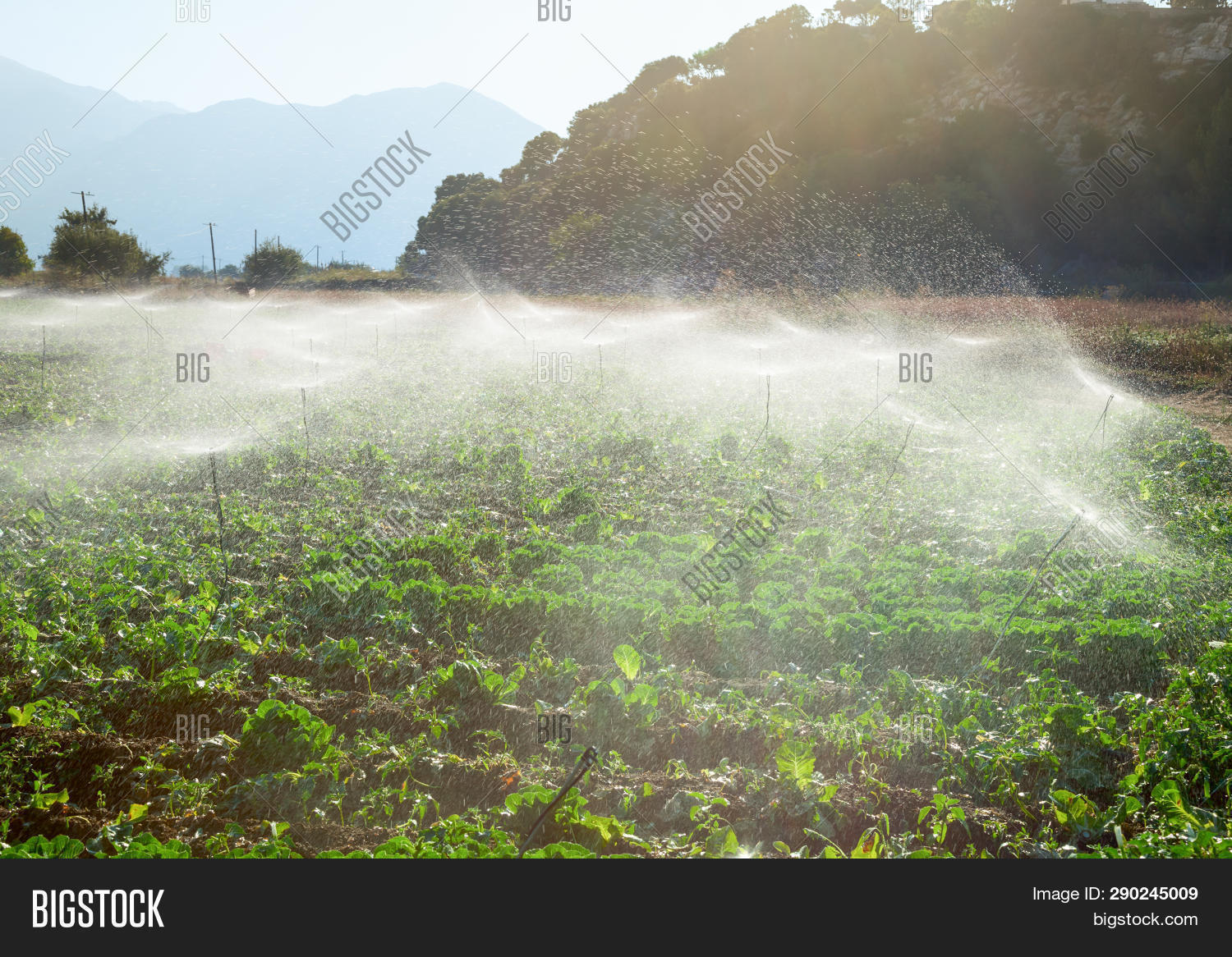 Watering Crops. Image & Photo (Free Trial) | Bigstock