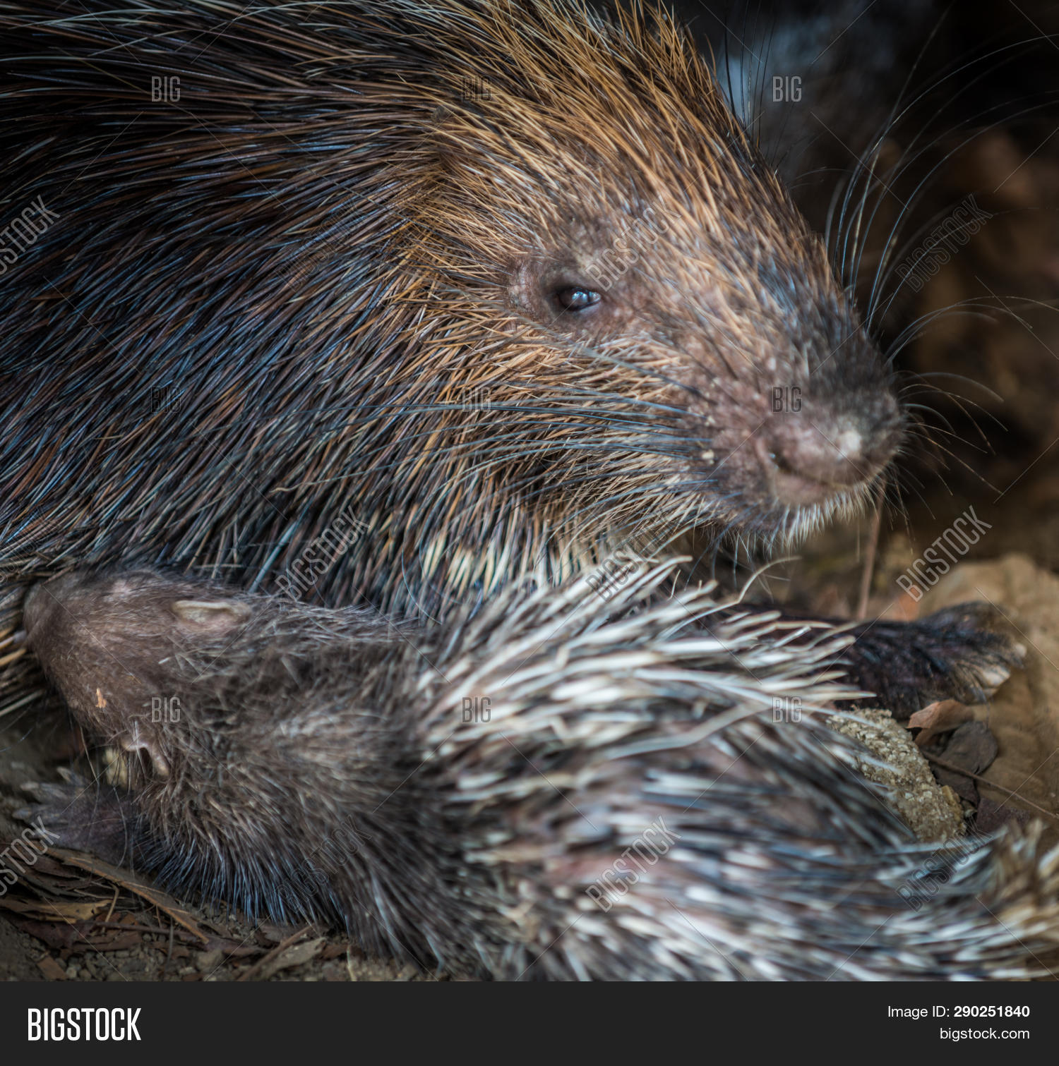 Baby Porcupine Nursing Image & Photo (Free Trial) | Bigstock