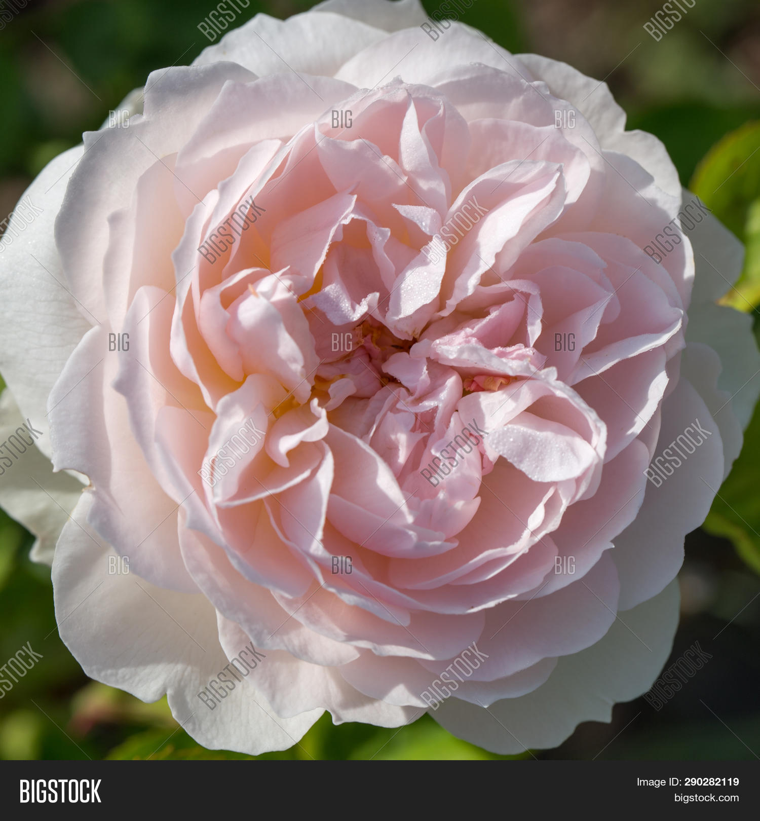 Blooming Rose Garden Image & Photo (Free Trial) | Bigstock