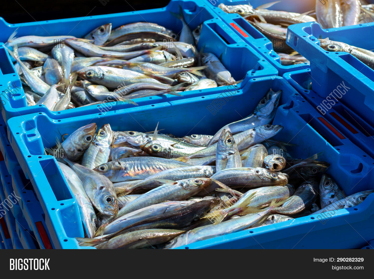 Containers Catch Sea Image & Photo (Free Trial) | Bigstock