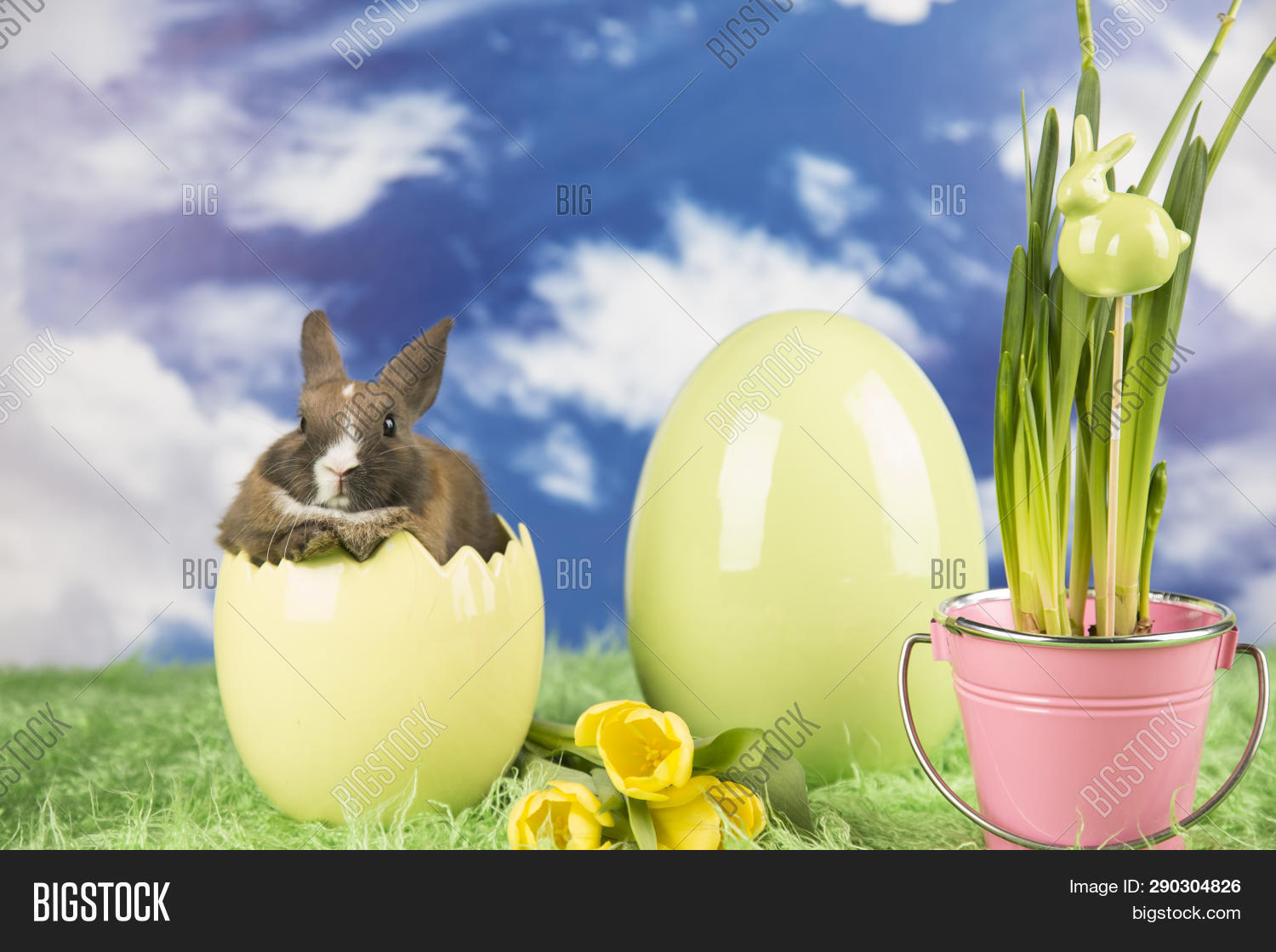 Easter Rabbit Shell Image & Photo (Free Trial) | Bigstock