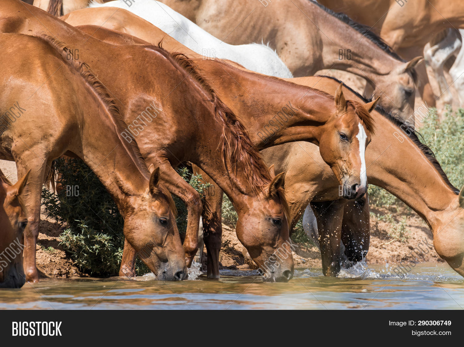 Horses Watering Place Image & Photo (Free Trial) | Bigstock