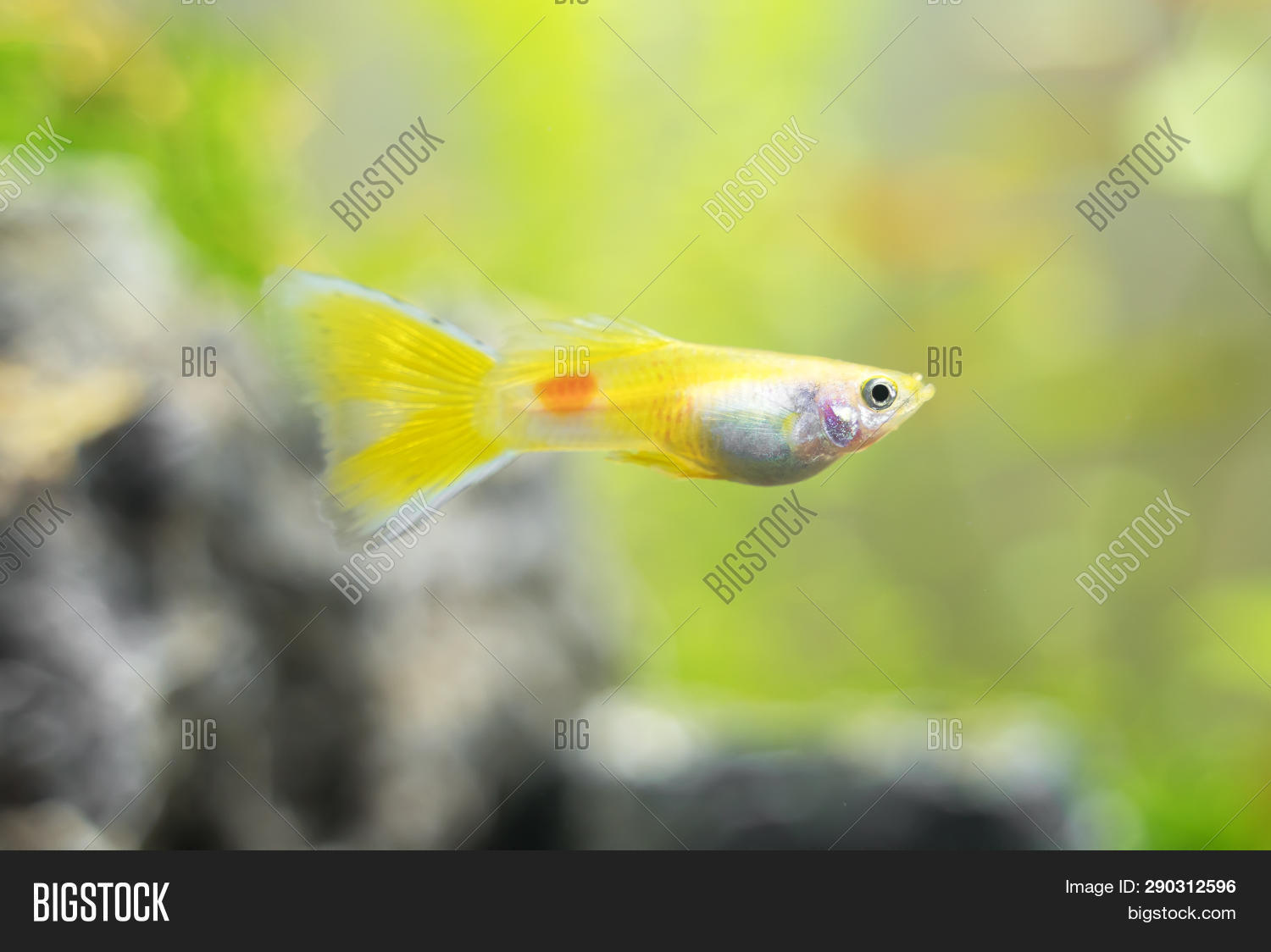 Guppy Freshwater Image & Photo (Free Trial) | Bigstock