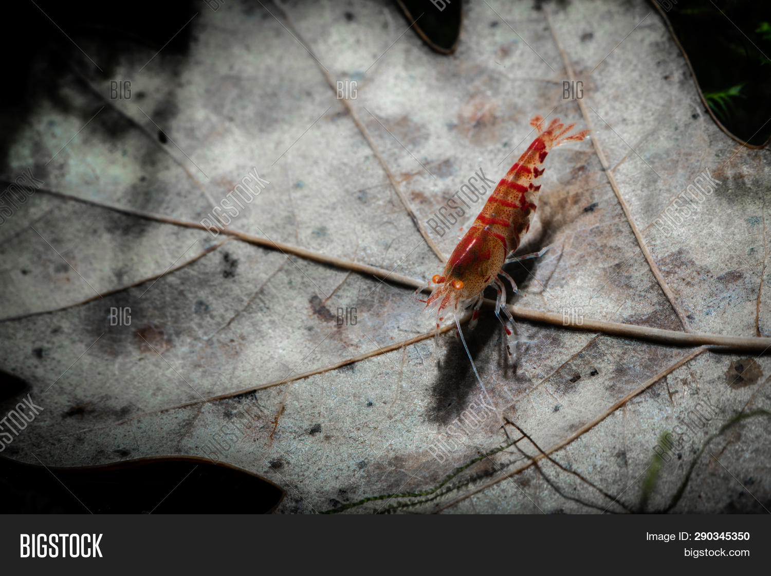 Tiger Prawn Aquarium