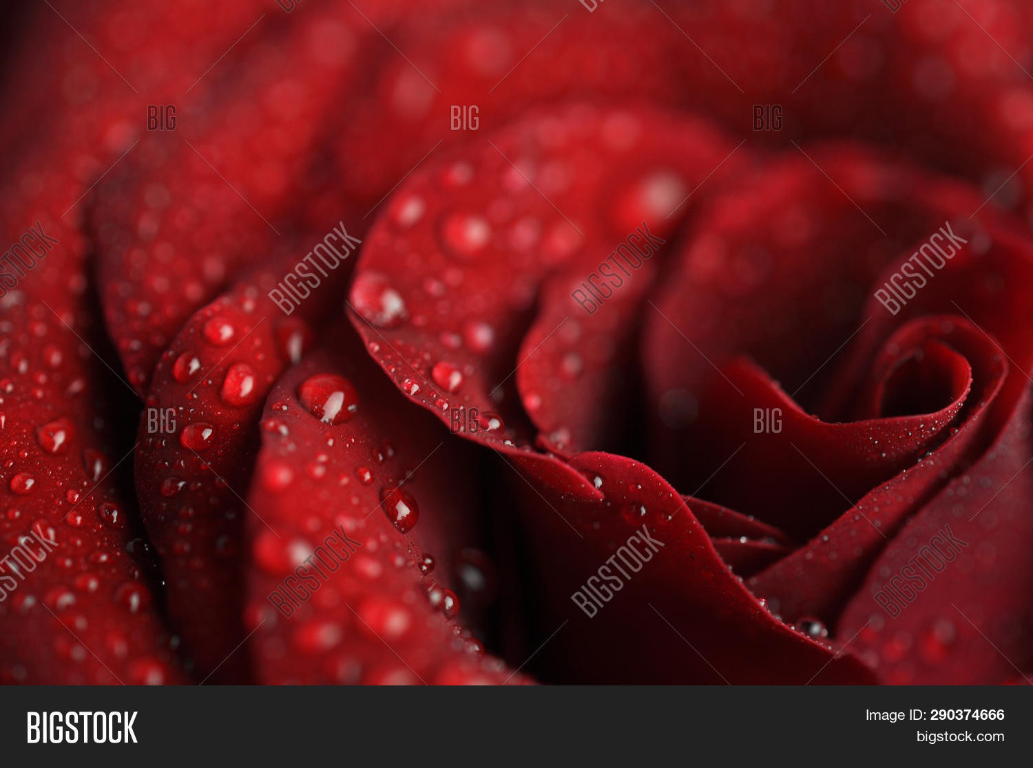 Single Red Rose With Water Drops