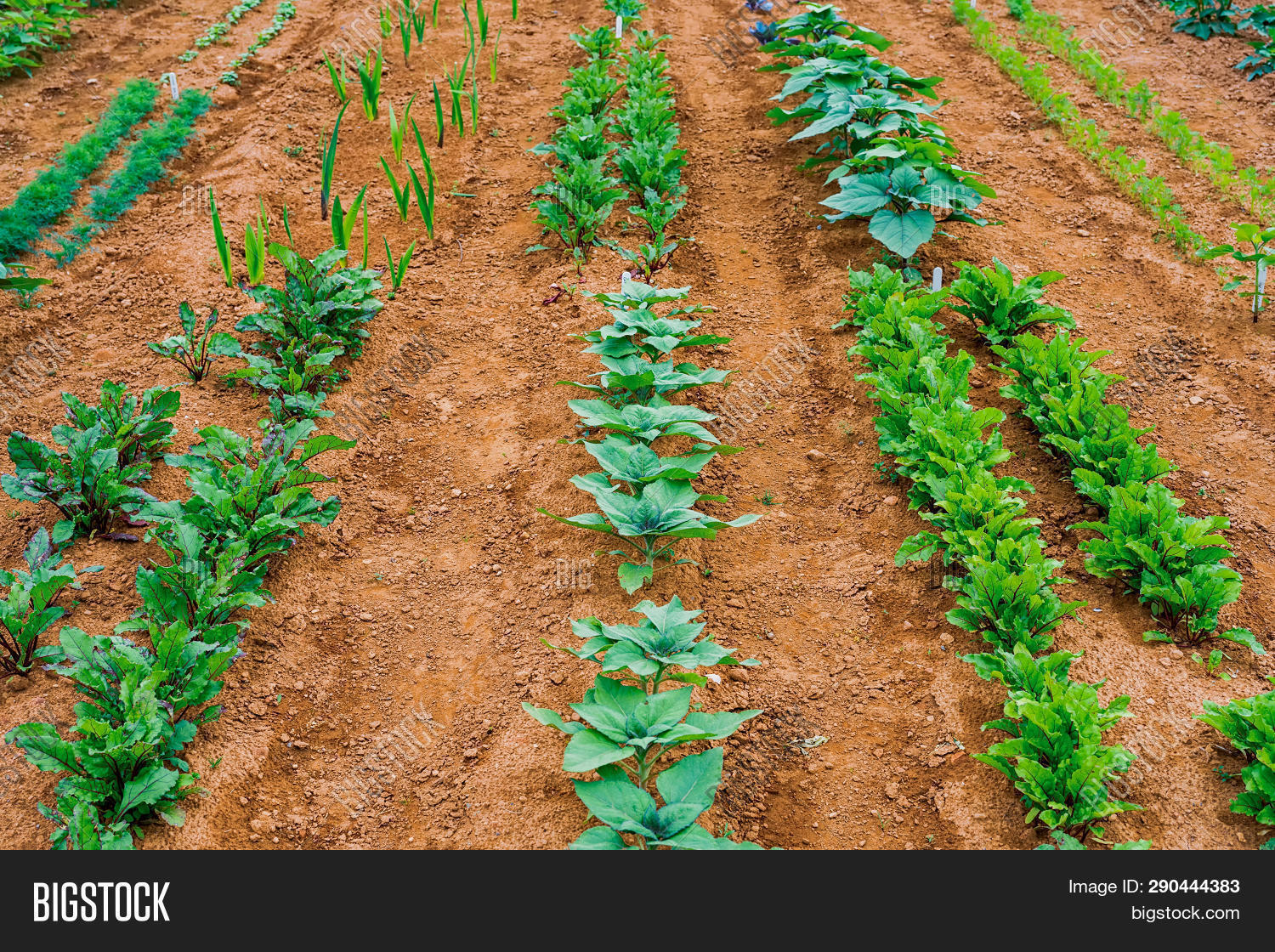 Mixed Garden Young Image & Photo (Free Trial) | Bigstock