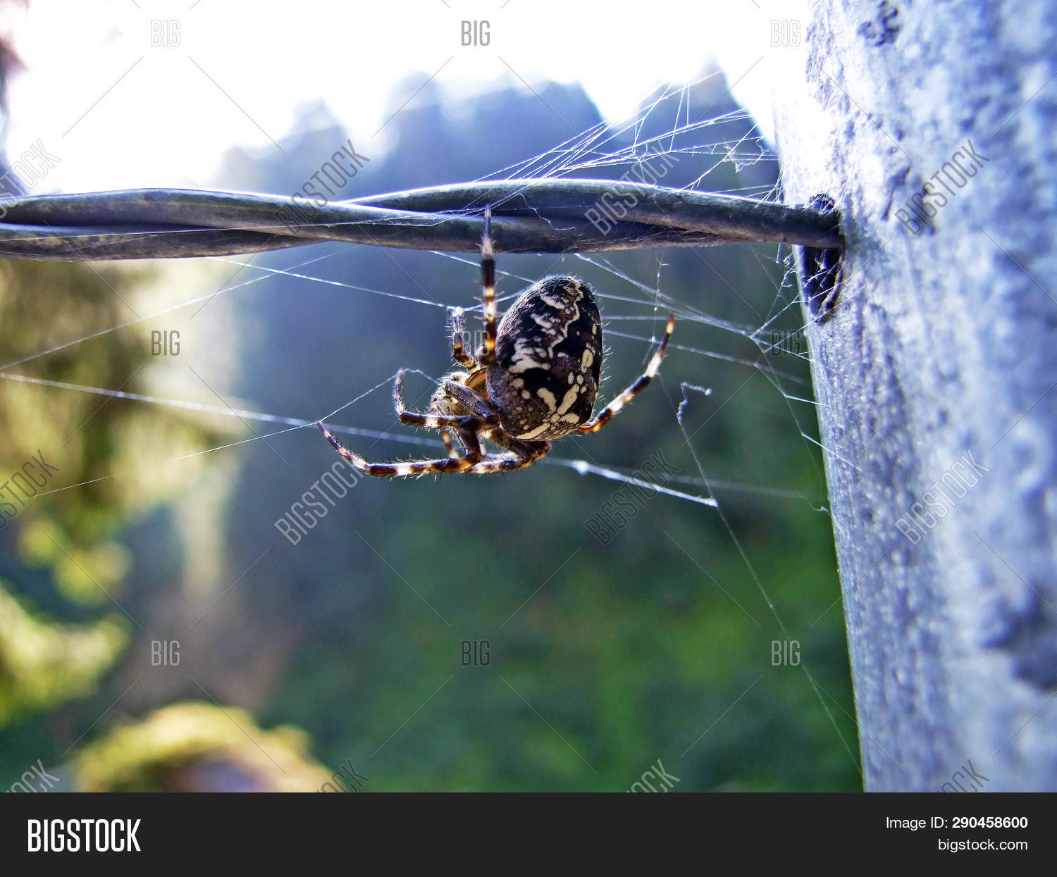 Araneus Diadematus Image & Photo (Free Trial) | Bigstock