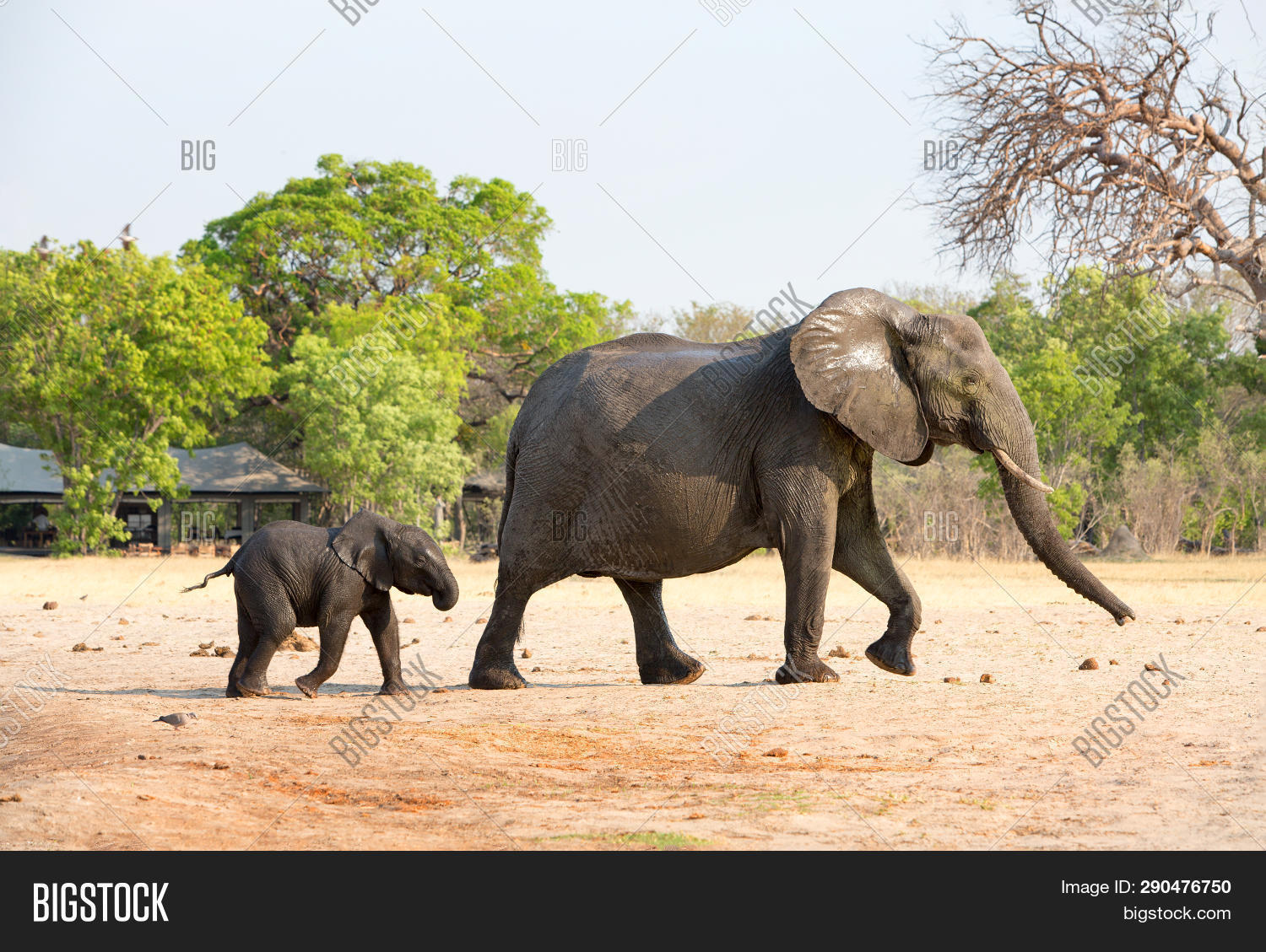 Matriarch Elephant Image & Photo (Free Trial) | Bigstock