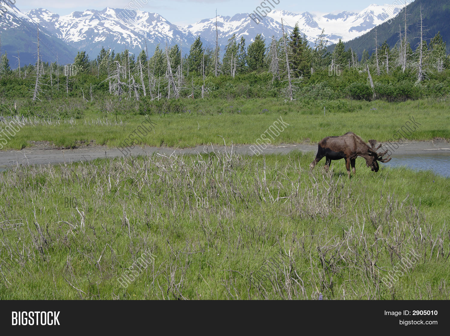 Alaskan Bull Moose Image & Photo (Free Trial) | Bigstock
